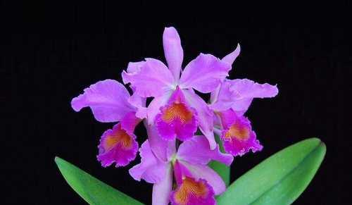 Cattleya Ned Nash (C. jenmanii semialba clara x C