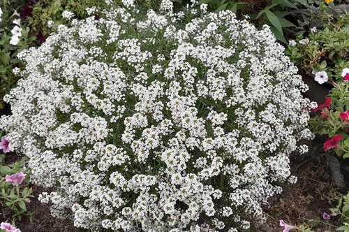 Алиссум(Сноу принцес) вегетативный