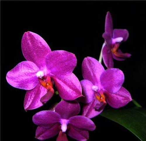 Орхидея Phal. Sogo Grape
