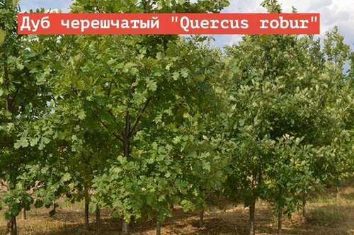 Дуб черешчатый Quercus robur /о/с 6-8 200-300