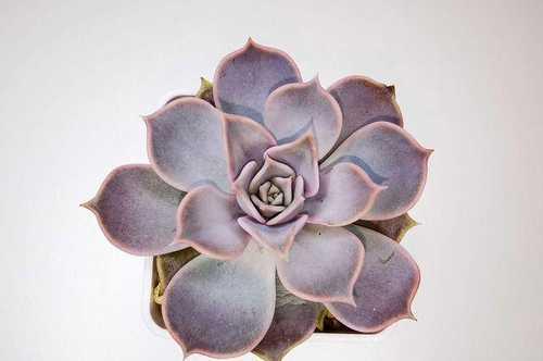 Суккулент echeveria lilacina