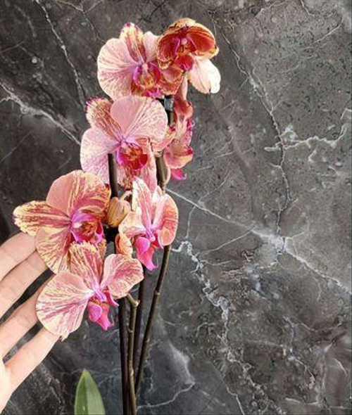 Орхидея фаленопсис Аркс Рэй светлый шоколад
