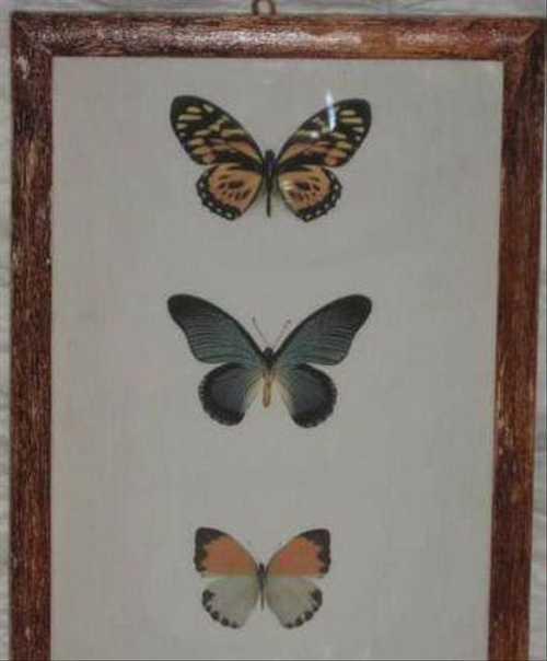 Картина "Бабочки"