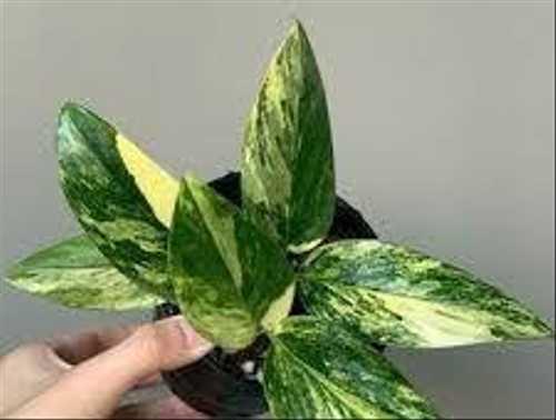 Монстера monstera standleyana variegated
