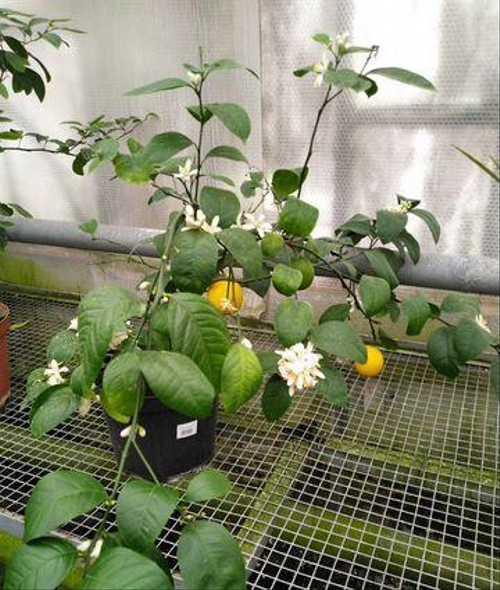 Растение лимон с плодами и цветами