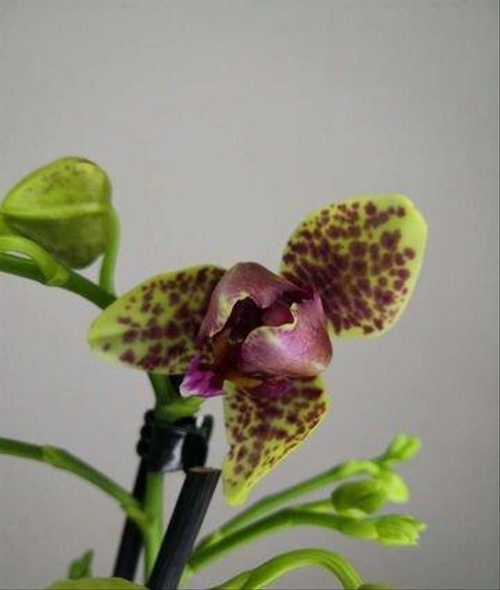 Орхидея пелор Grosetta