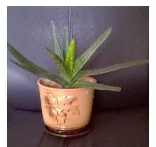 Суккуленты крупные