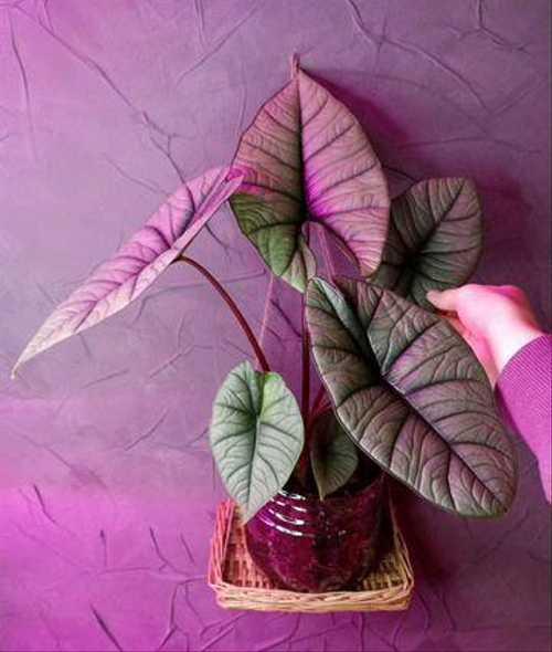Алоказия Бисма/Alocasia Bisma