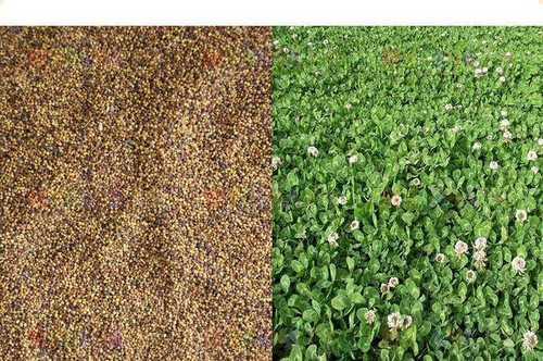 Клевер белый семена, газон | Festima.Ru - Мониторинг объявлений