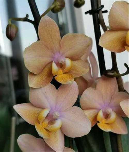 Орхидея мультифлора арома Скеншен