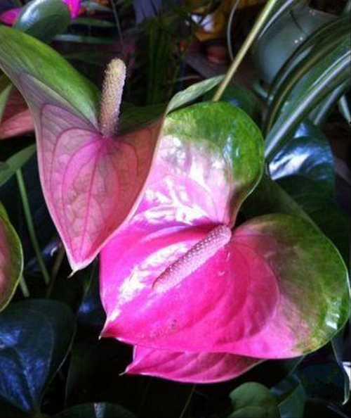 Антуриум хрустальный, Anthurium "Pandola"