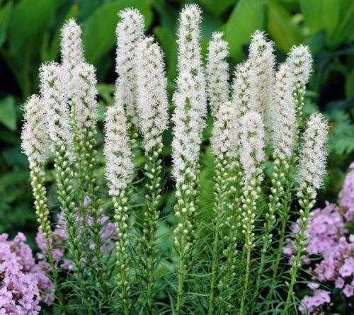 Лиатрис колосковый "Alba" (Альба) (HL19K/С3/)