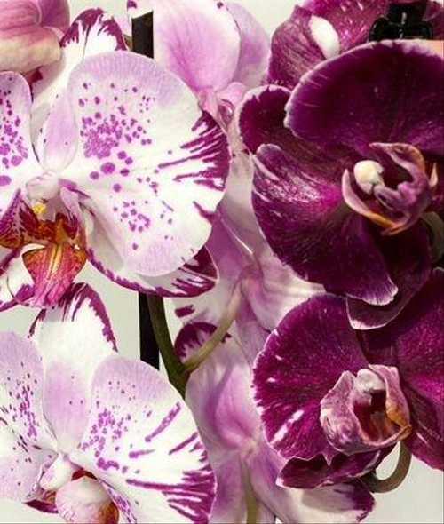 Орхидея Фаленопсис мутант