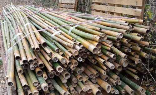 Бамбуковые стволы, длина 3 метра - 300 штук