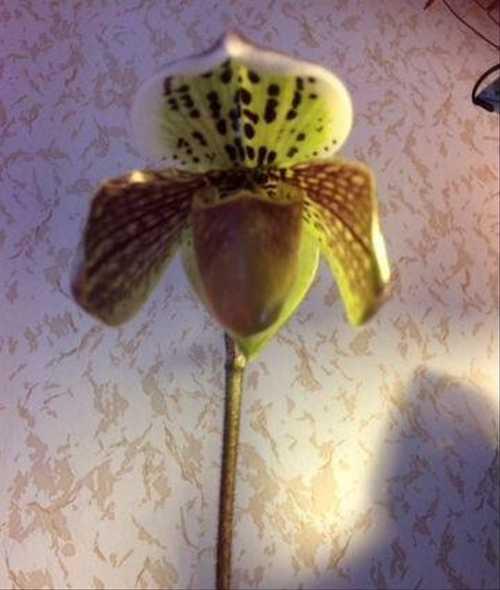 Орхидея «венерин башмачок»