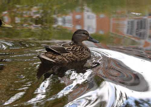 Продаю Nikon d5000 body