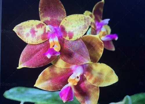 Орхидея фаленопсис Bellina blue x ks red chery jon