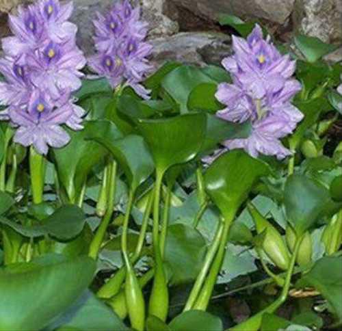 Водные растения