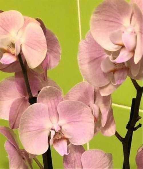 Орхидея фаленопсис сортовая Рим
