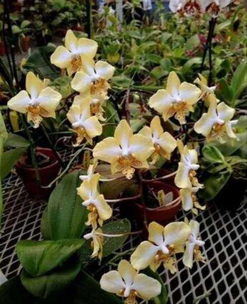 Орхидея. Phal. stuartiana var. nobilis '915'