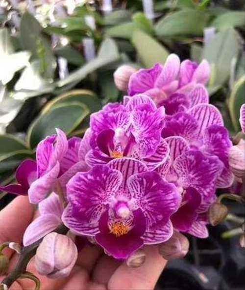 Орхидея Sogo Vivien бабочка