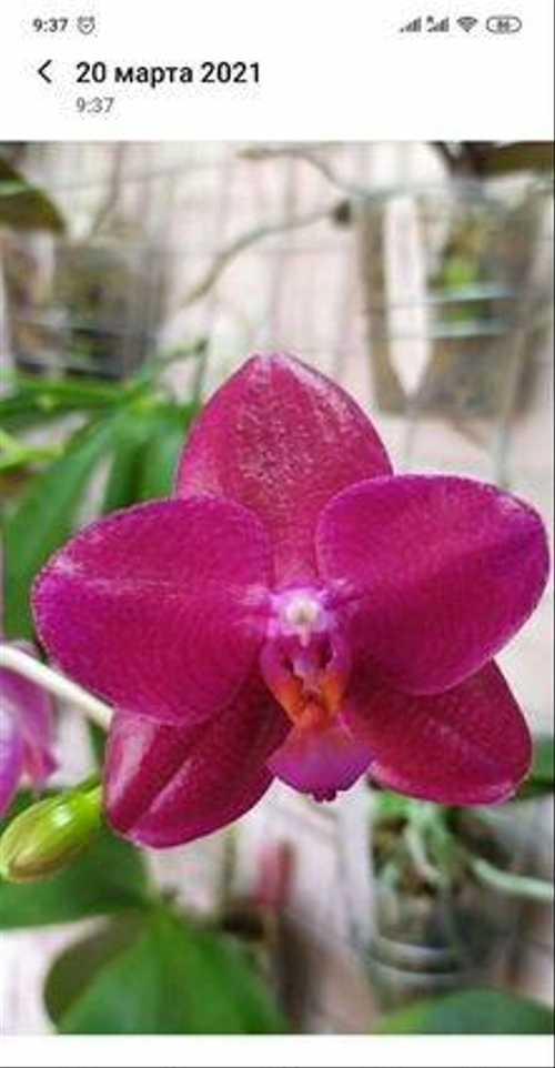 Орхидея Phal. Mituo King 'Big Pink'