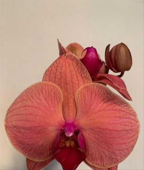 Орхидея фаленопсис Азиан Корал