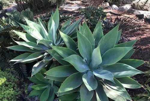 Отводки Агавы оттянутой (Agave attenuata)