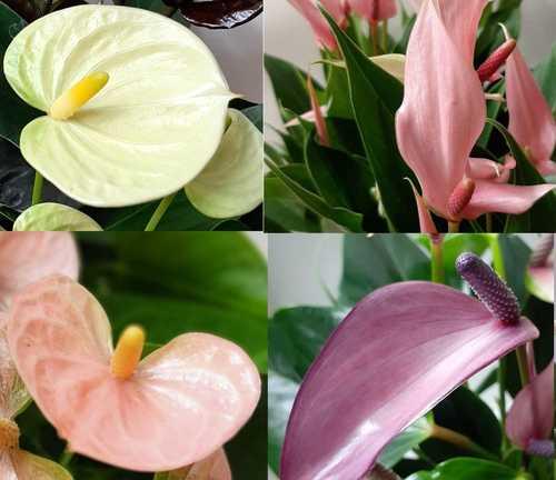 Антуриум Vanilla Spirit Lilli и Zizou