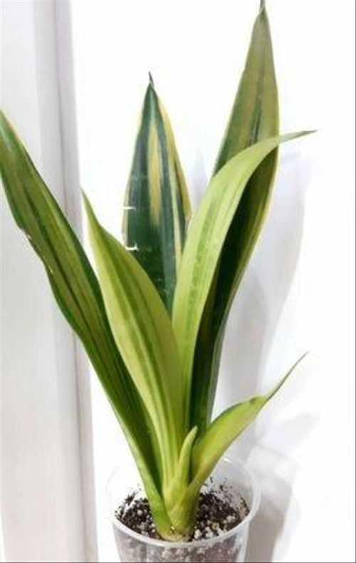 Сансевиерия/Sansevieria trifasciata gold flame