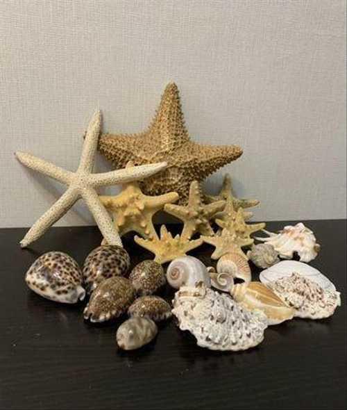 Морские ракушки раковины морская звезда