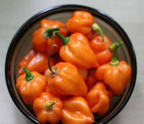 Острый перец Habanero / Хабанеро