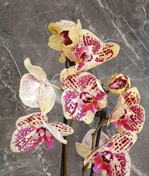 Орхидея фаленопсис Mariola