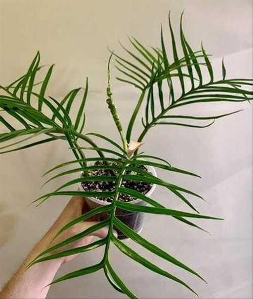 Philodendron Tortum срез верхушки