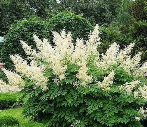 Волжанка (Арункус) или двудомная, Aruncus dioicus