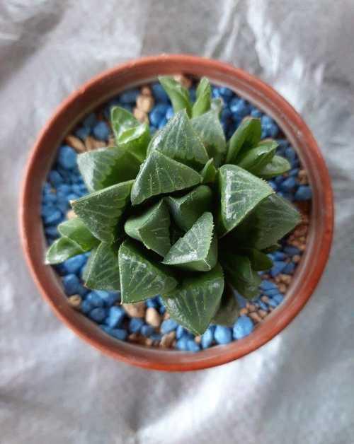 Хавортии Haworthia retusa, cymbiformis, астрофитум