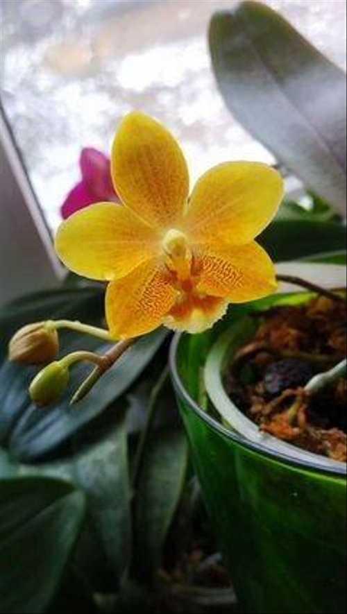 Орхидея фаленопсис Жёлтый шоколад P. Yellow Chocol