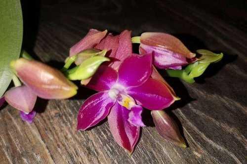 Орхидея фаленопсис phal tetraspis hibr c1