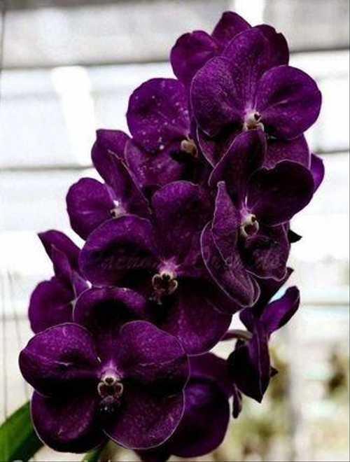 Орхидея Ванда V. Fuchs Delight Blue x Dr.Anek, PCH