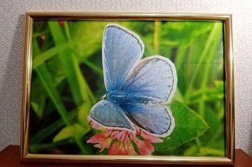 Фотокартина "Голубая бабочка"