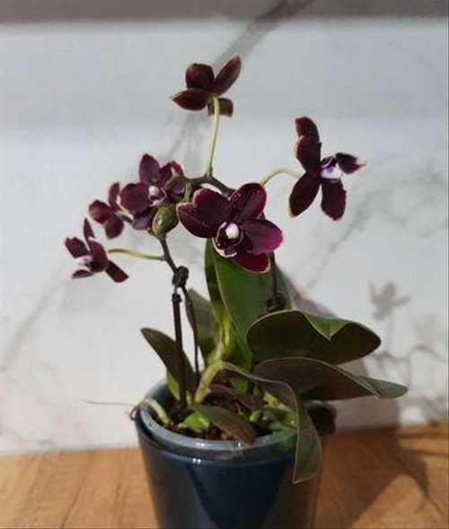 Орхидея фаленопсис чёрная/шоколад натуральный цвет