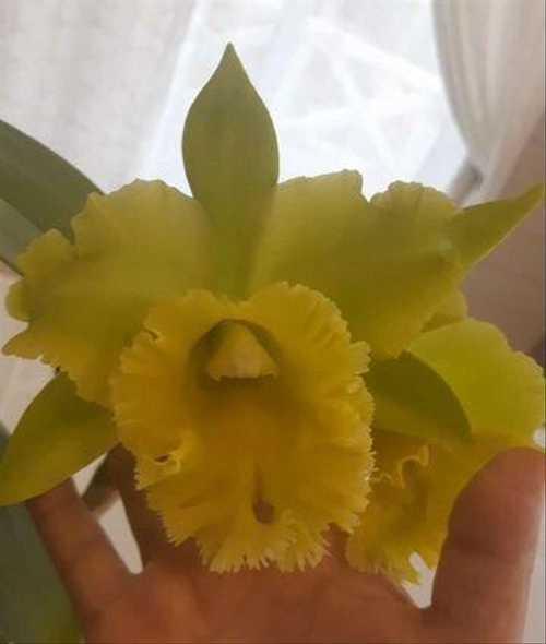Орхидея Катлея