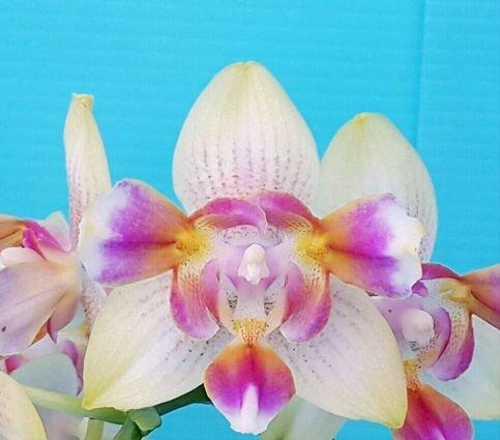 Орхидея фаленопсис без названия подросток