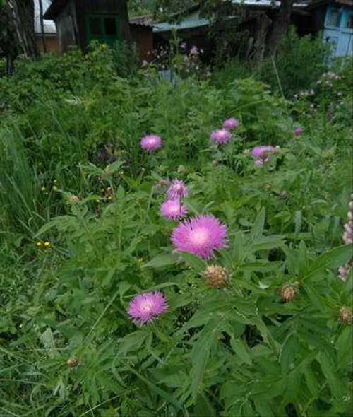 Васильки, люпин, ромашка, нарерстянкат