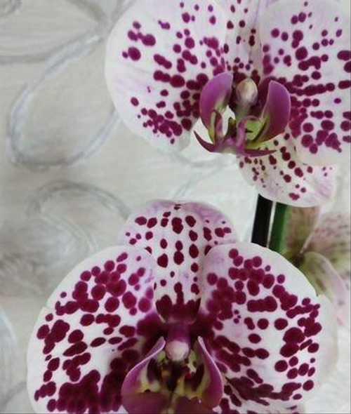 Орхидея фаленопсис, отцветает