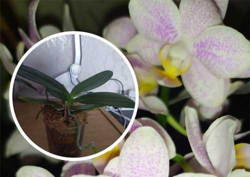 Орхидея фаленопсис Замбия (подросток)