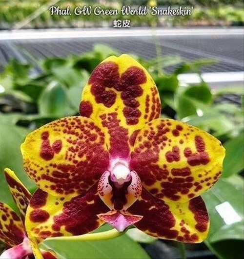 Орхидея Phal. Green World Saneskin