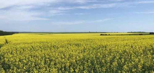 Семена озимого рапса Сармат и Селегор