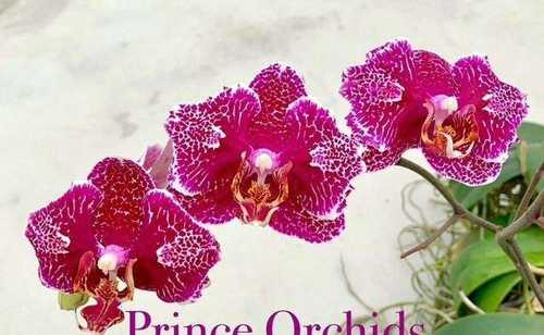 Орхидея Victoria's Lace