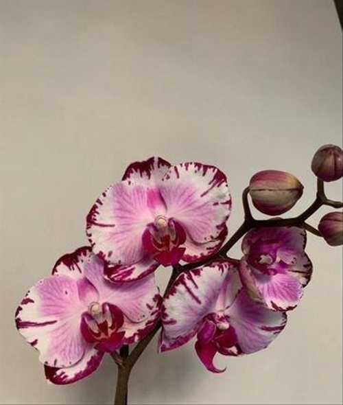 Орхидея фаленопсис Мэджик Арт